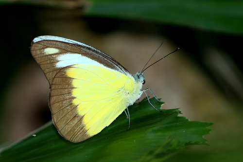 Chocolate Albatross (Subspecies Appias lyncida vasava) · iNaturalist ...