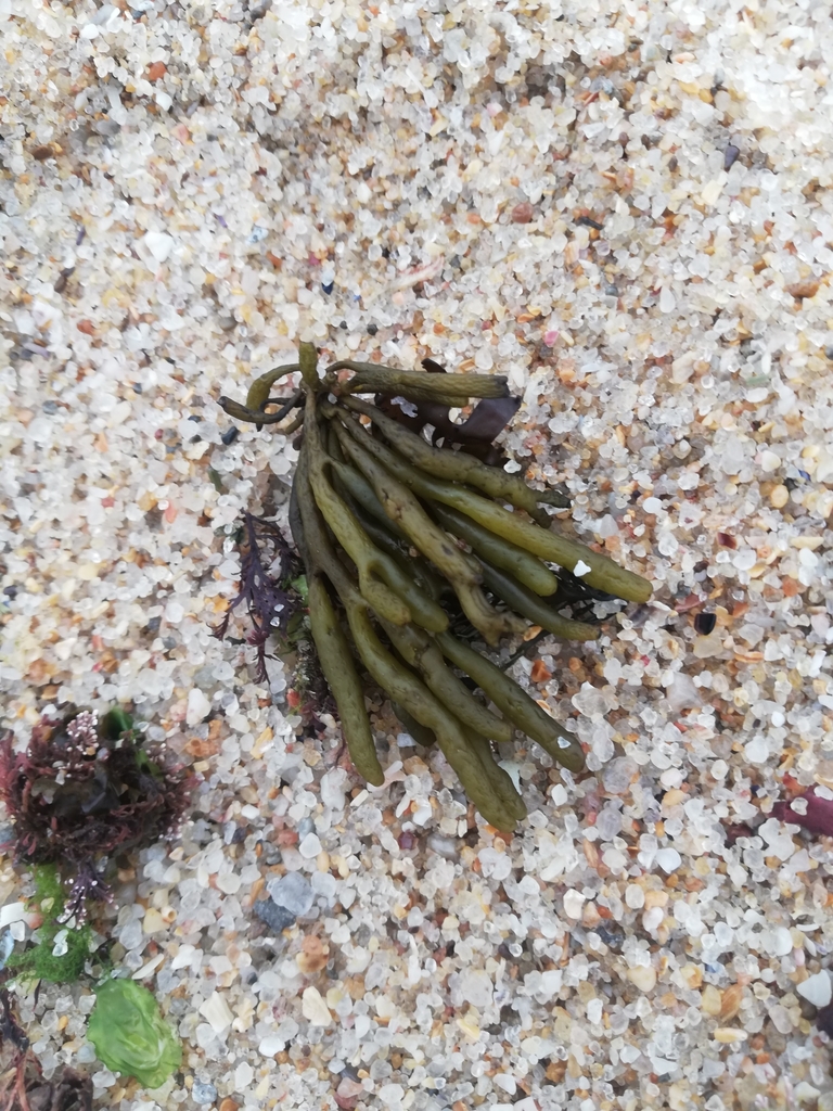 brown tuning-fork weed from Praia da Ribeira D'Ilhas on August 1, 2023 ...