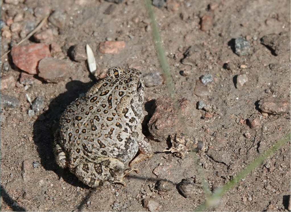 Woodhouse's Toad from Denver Audubon Nature Center on July 31, 2023 at ...