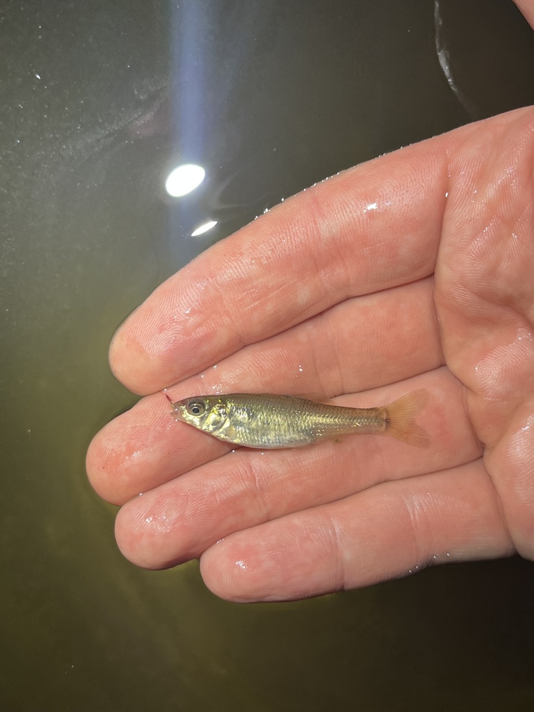 Fathead Minnow in July 2023 by Mark Schwalm · iNaturalist