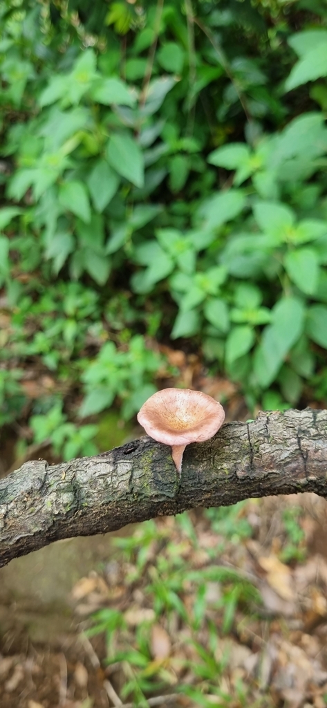Panus strigellus from Orizaba on July 29, 2023 at 11:10 AM by Gerardo ...