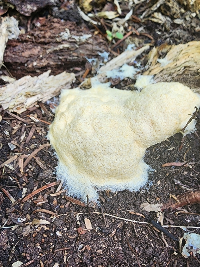 Dog Vomit Slime Mold from Grand Marais, MN 55604, USA on August 1, 2023 ...