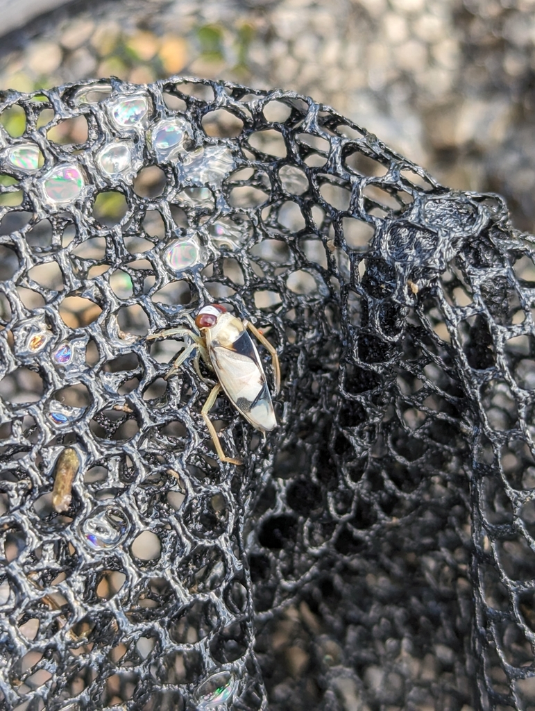 Grousewinged Backswimmer from DeWitt, NY, USA on August 1, 2023 at 02: ...