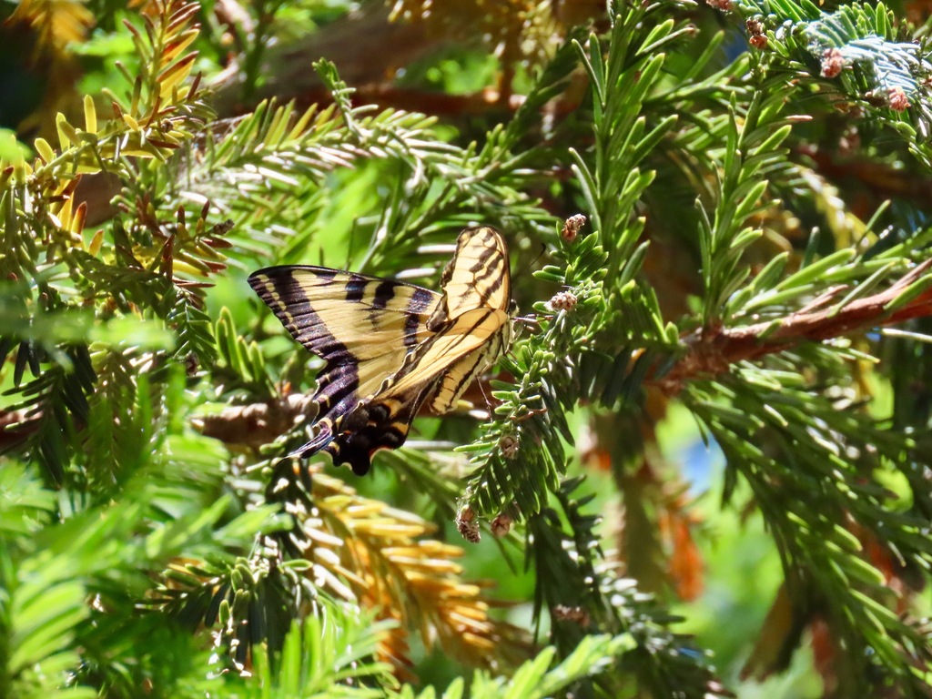Western Tiger Swallowtail from Shiloh Pl, Templeton, CA 93465 on August ...