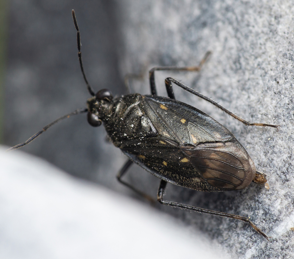 Shore bugs in June 2023 by Benjamin Fabian · iNaturalist