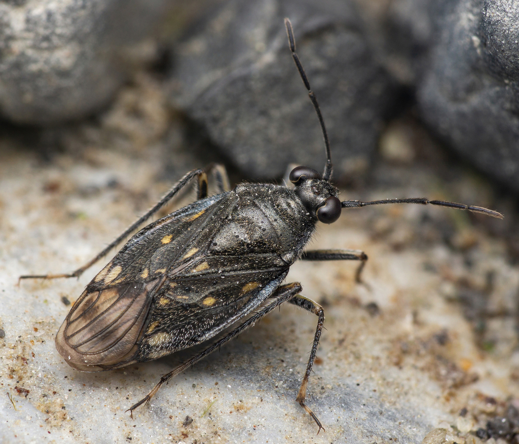 Shore bugs in June 2023 by Benjamin Fabian · iNaturalist