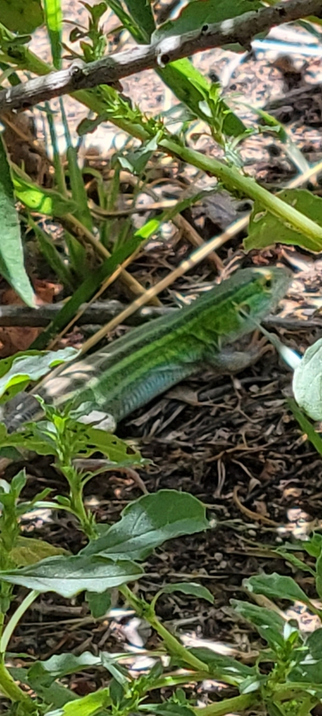 Prairie Racerunner from Brighton, CO 80601, USA on August 1, 2023 at 02 ...