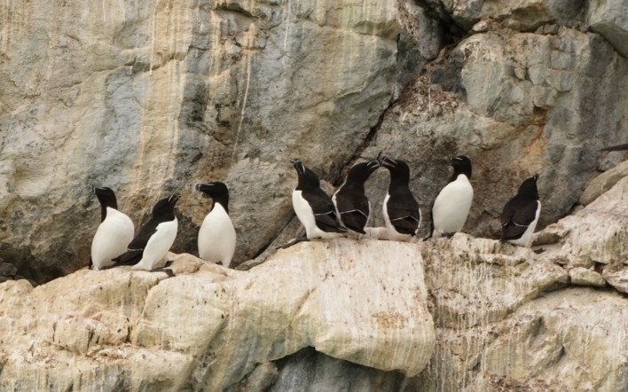 Razorbill in August 2023 by Ylva Grams · iNaturalist