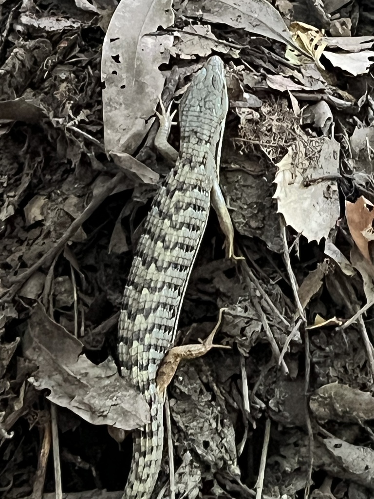San Diego Alligator Lizard from Angeles National Forest, Azusa, CA, US ...