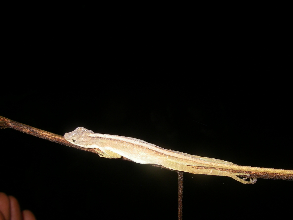 Border Anole from Heredia Province, Sarapiqui, Costa Rica on August 20 ...