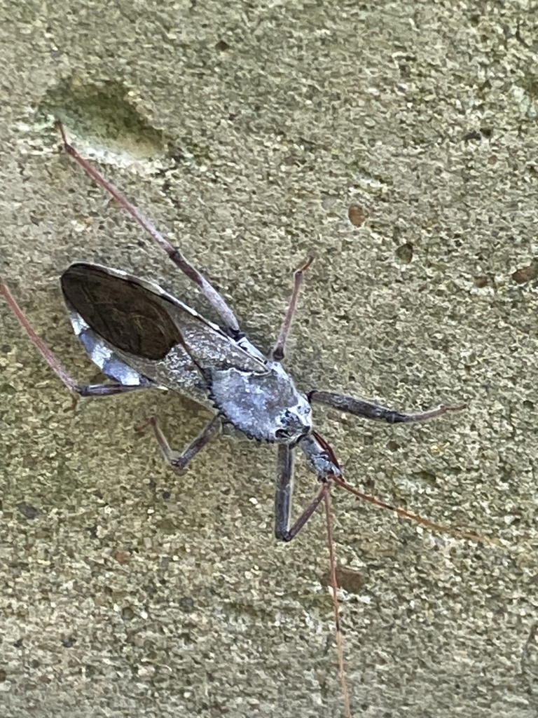 North American Wheel Bug from Greenway Dr, Rowlett, TX, US on August 1 ...