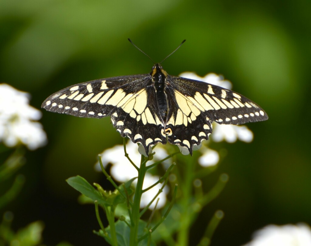 Anise Swallowtail from Ward, CO 80481, USA on August 1, 2023 at 12:10 ...