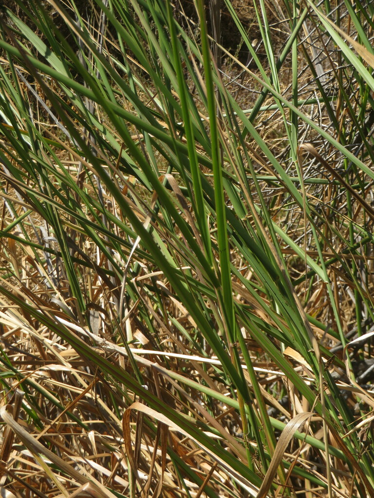 giant wild rye from Alessandro Heights, Riverside, CA 92506, USA on ...