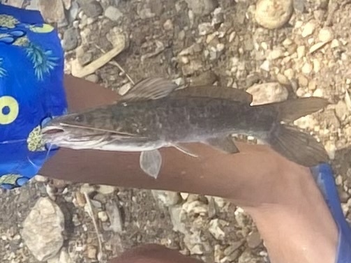 Silver Catfish from Trinidad, Trinidad and Tobago, TT on July 31, 2023 ...
