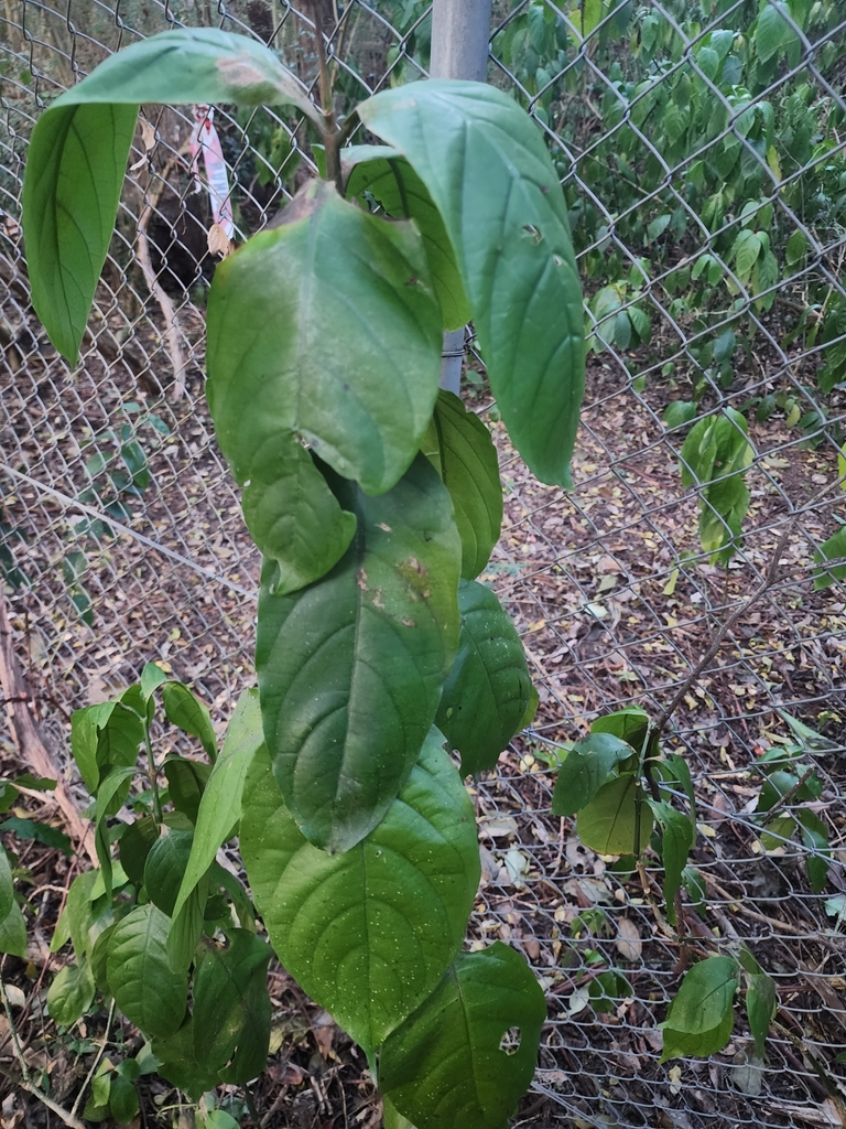 Claoxylon australe from West Pennant Hills NSW 2125, Australia on August 2, 2023 at 07:49 AM by ...