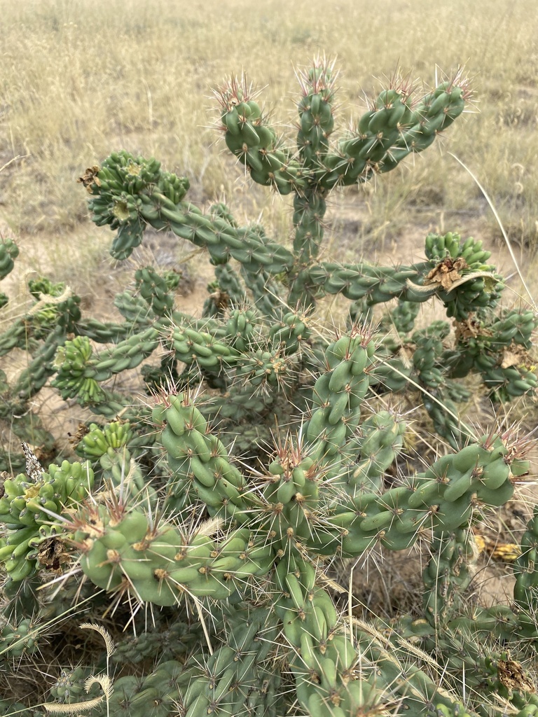 tree cholla from Boone, CO, US on August 1, 2023 at 03:00 PM by Lexi ...