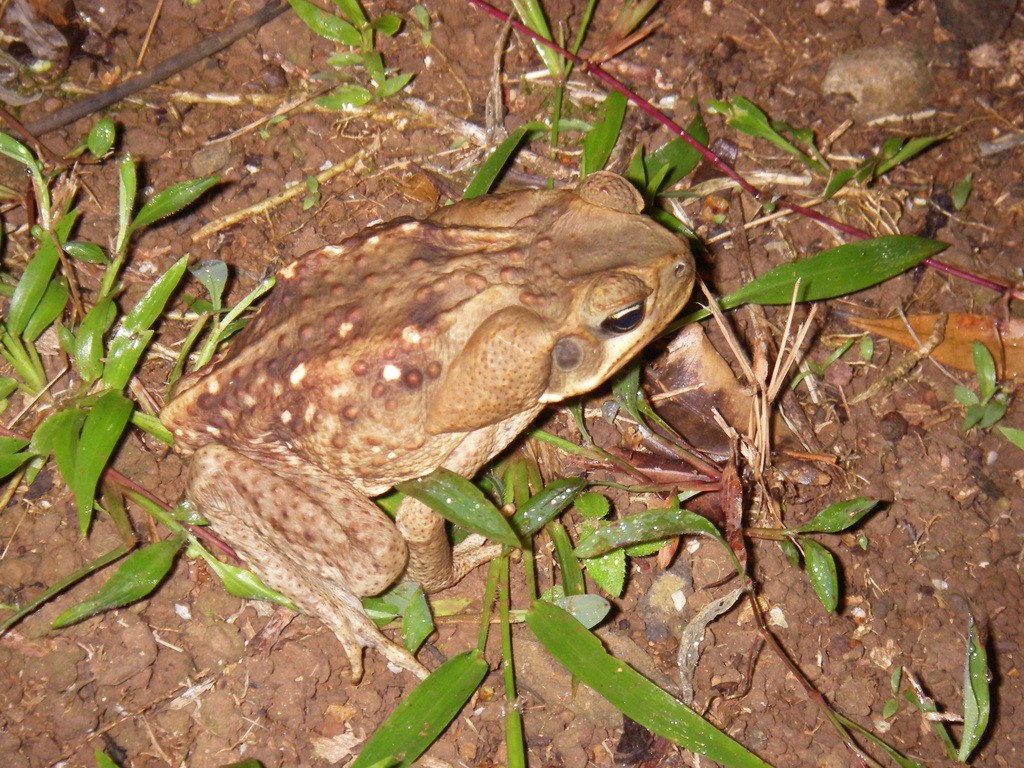 Giant Toad from Heredia Province, Sarapiqui, Costa Rica on January 5 ...