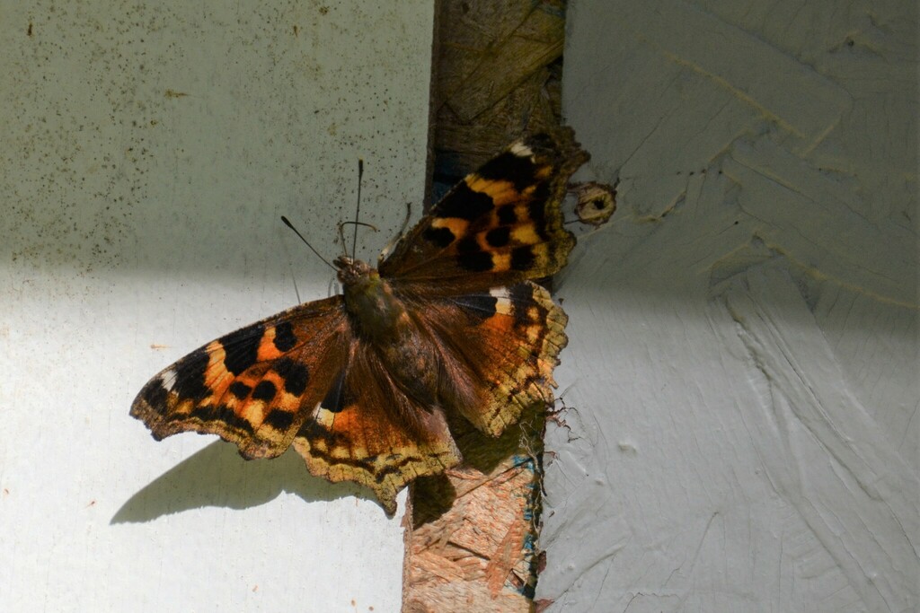 Nymphalis l-album j-album from 11km SW of Suomi - Paul Lake on July 28 ...