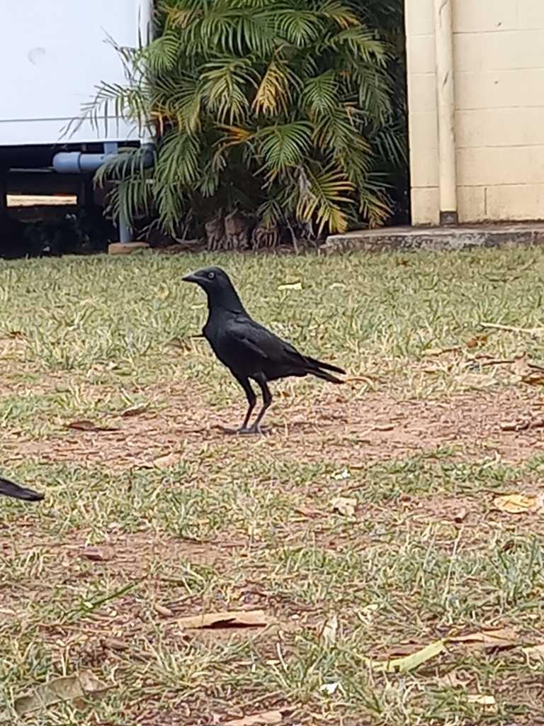 Torresian Crow from Bray Park State High School on August 2, 2023 at 11 ...