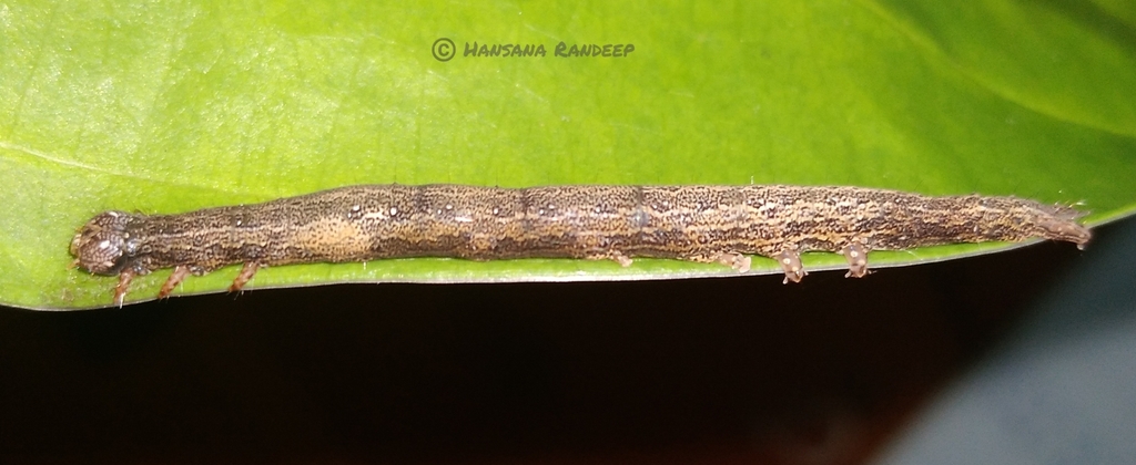 Ercheia cyllaria from Thalavitiya on August 2, 2023 at 08:36 AM by ...