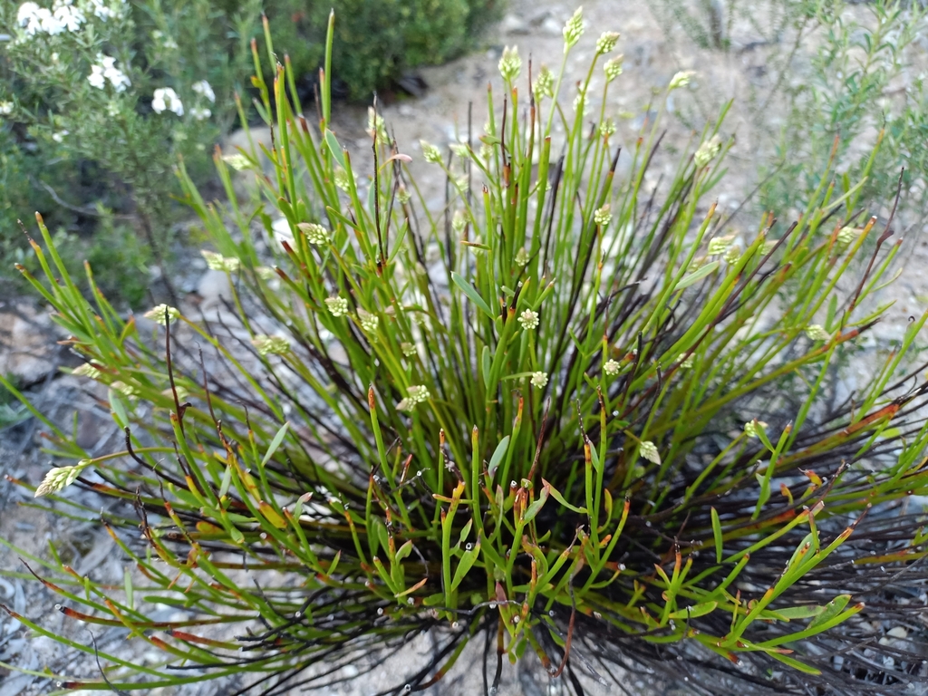 Stackhousia from Innes, Yorke Peninsula - South, AU-SA, AU on August 2 ...