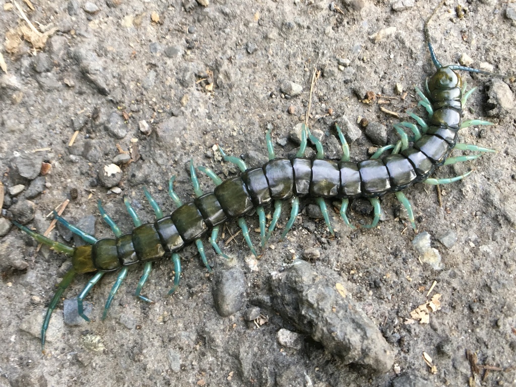 Halcyon Giant Centipede from 臺灣島, 礁溪鄉, ILA, TW on August 6, 2018 at 06: ...