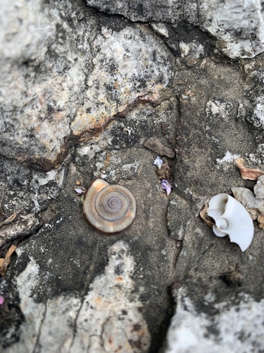 Cathaica zoui · NaturaLista Colombia