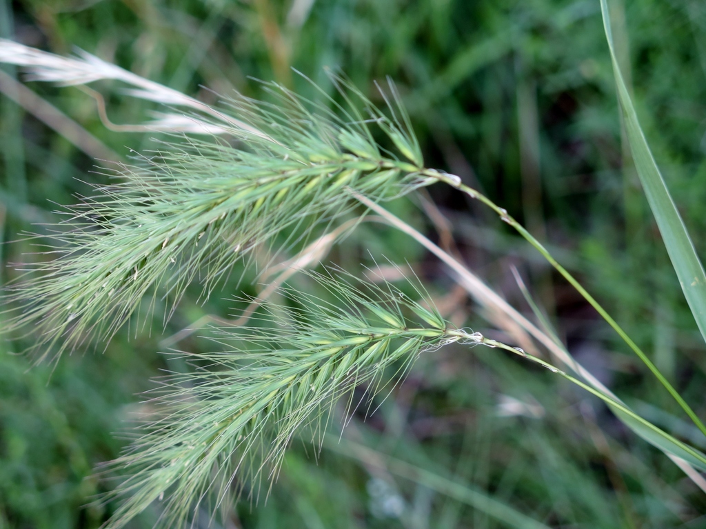 Canada wild rye from Elmer W. Oliver Nature Park on May 28, 2014 by ...