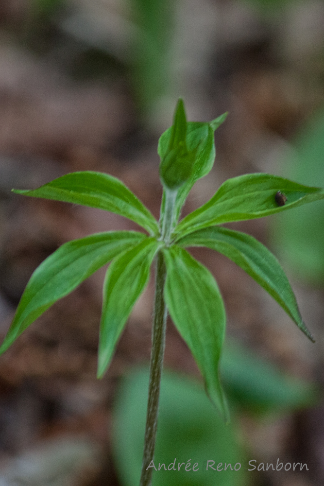 Cucumber Root from Ferdinand, VT on May 12, 2013 by Andrée Reno Sanborn ...
