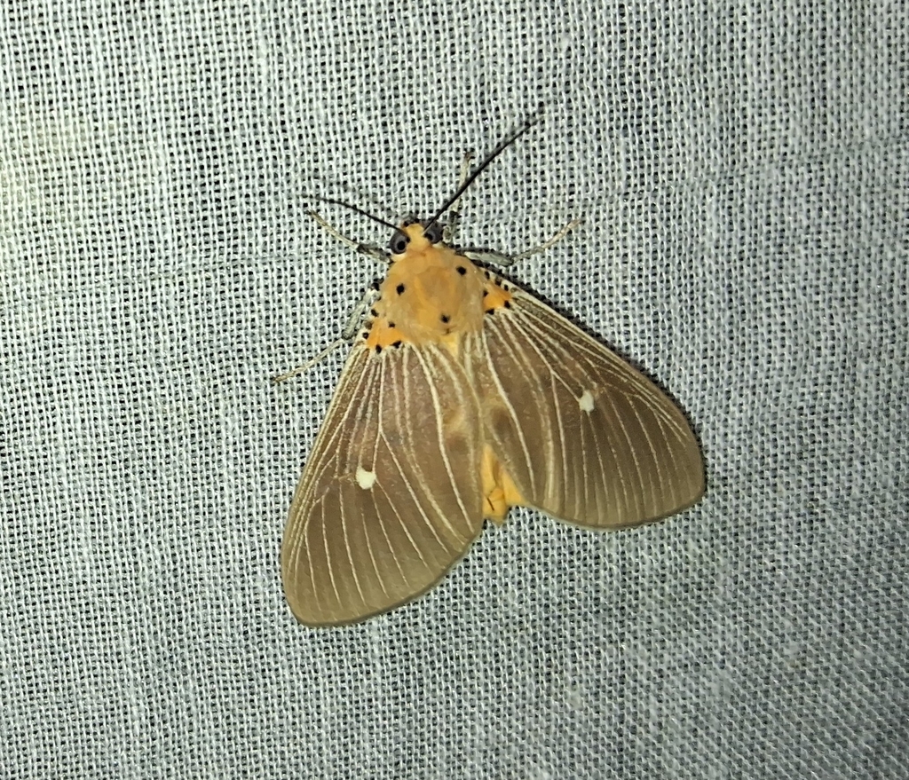 Tropical Tiger Moth from Abhinay Natural Homestay on July 28, 2023 at ...