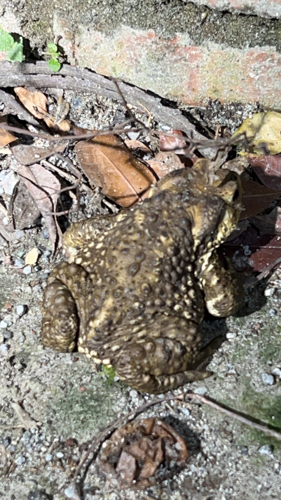 Old World Toads from 宜昌市 on August 3, 2023 at 12:52 AM by Tarkus ...