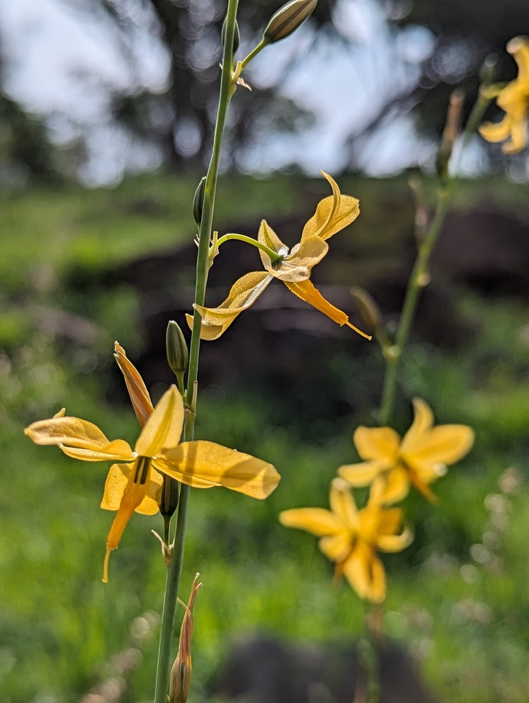 Echeandia reflexa from Tonalá, MX-JA, MX on August 2, 2023 at 10:13 AM ...