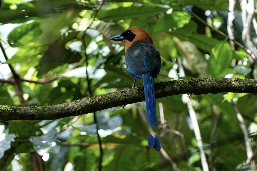 Rufous Motmot from Sarapiqui, Heredia, CR on July 6, 2023 at 09:57 AM ...