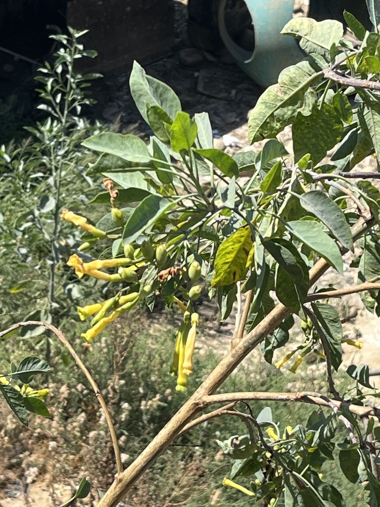 tree tobacco from Calle Cañon del Alacrán, Tijuana, B.C., MX on August ...