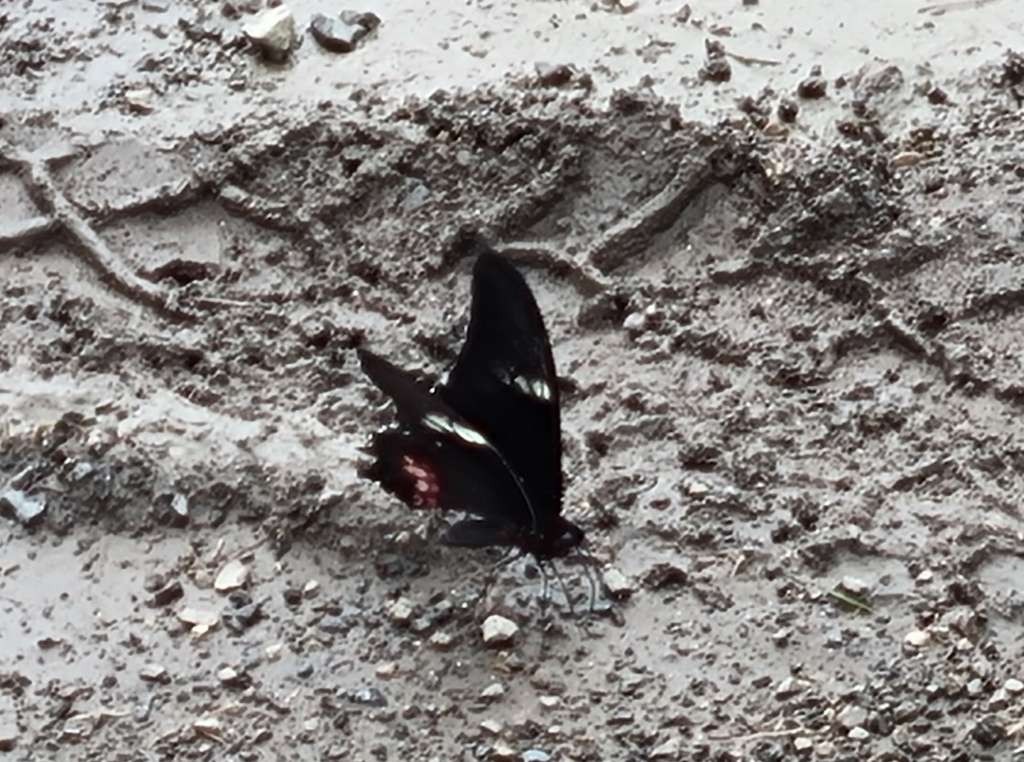 True Cattleheart from Palmar, Provincia de Puntarenas, Osa, Costa Rica ...