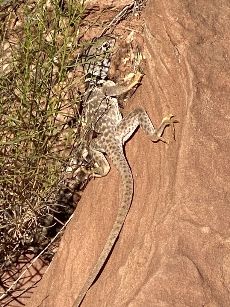 Desert Collared Lizard from Zion National Park, Springdale, UT, US on ...