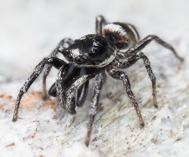 Zebra Jumping Spider in June 2023 by Benjamin Fabian · iNaturalist