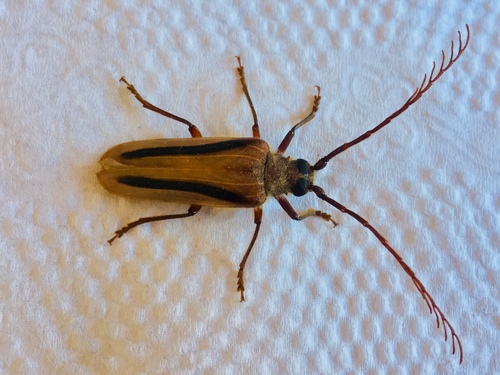 Microplophorus calverti · iNaturalist