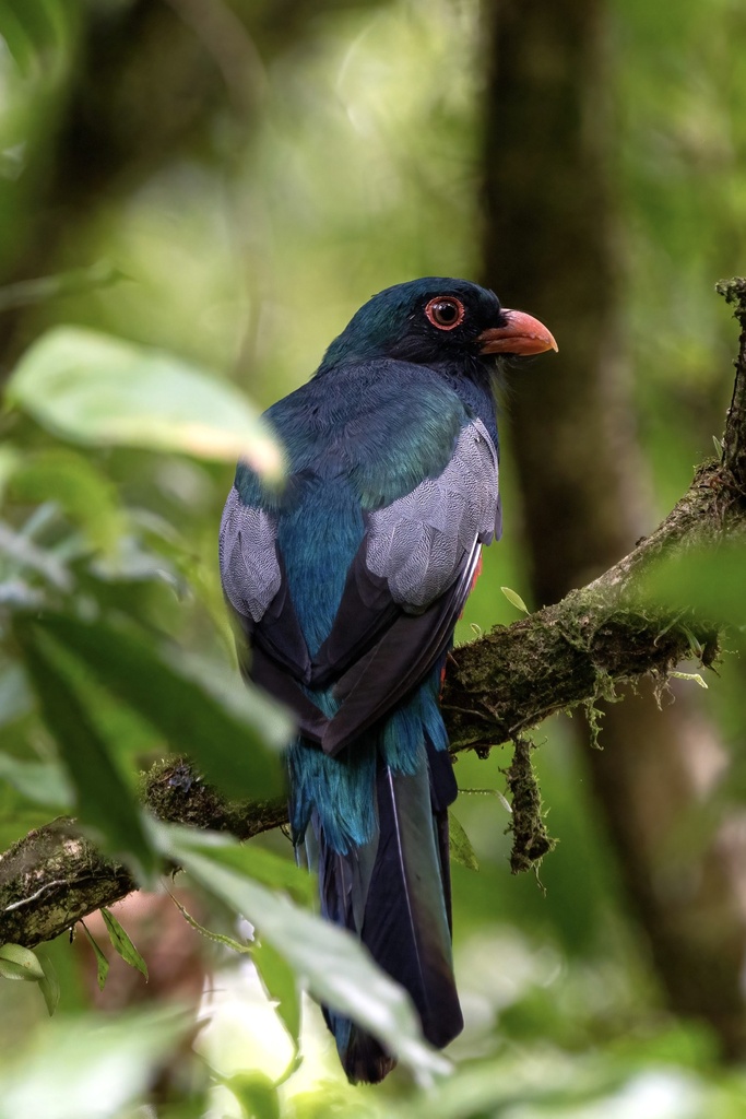 Slaty-tailed Trogon from Sendero Universal, Sarapiqui, Heredia, CR on ...