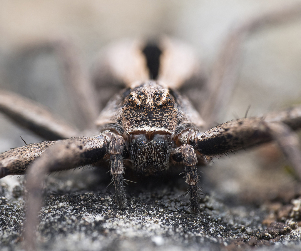 Thanatus in June 2023 by Benjamin Fabian · iNaturalist