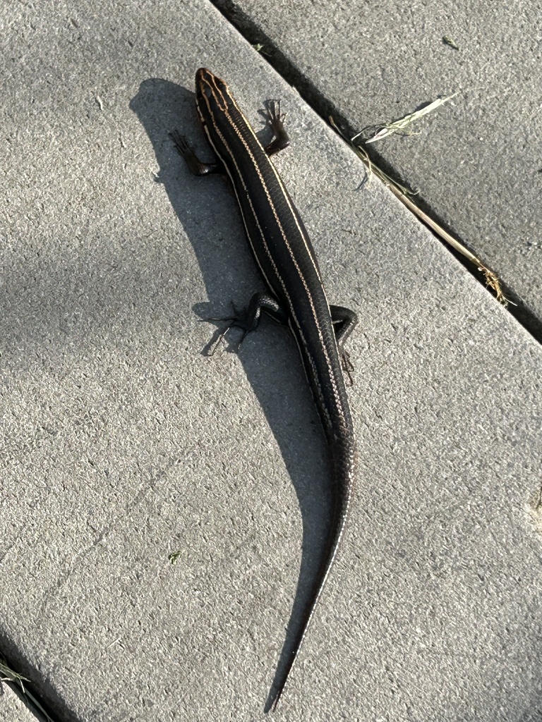 Southeastern Five-lined Skink from Dosher Ln, Kitty Hawk, NC, US on ...