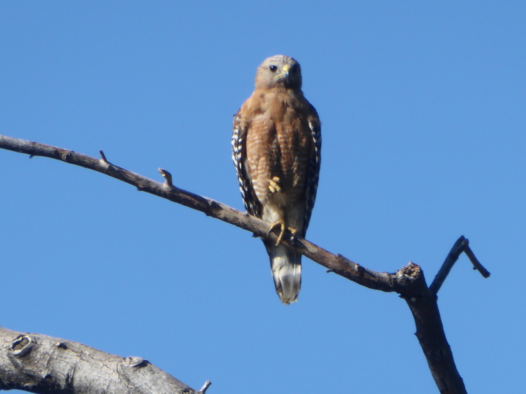 Red-shouldered Hawk from Dry Creek Area Park, Auburn, CA, USA on July ...