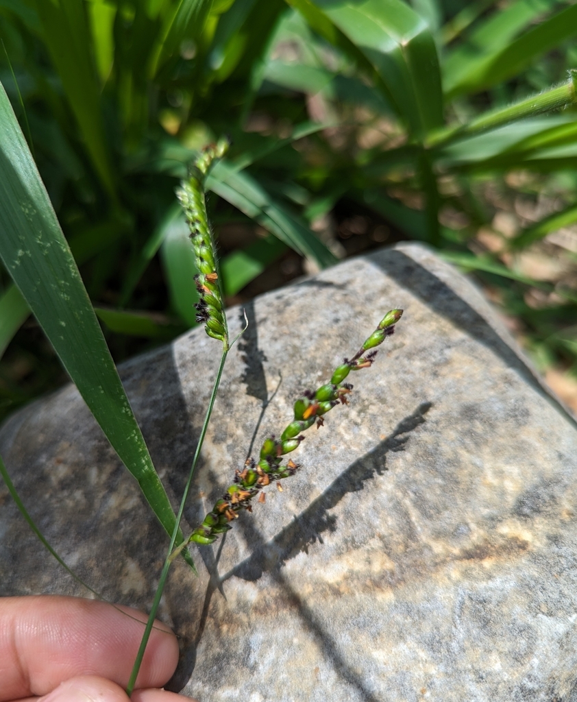 spreading liverseed grass from Calle Ramón Corona, La Guadalupana ...