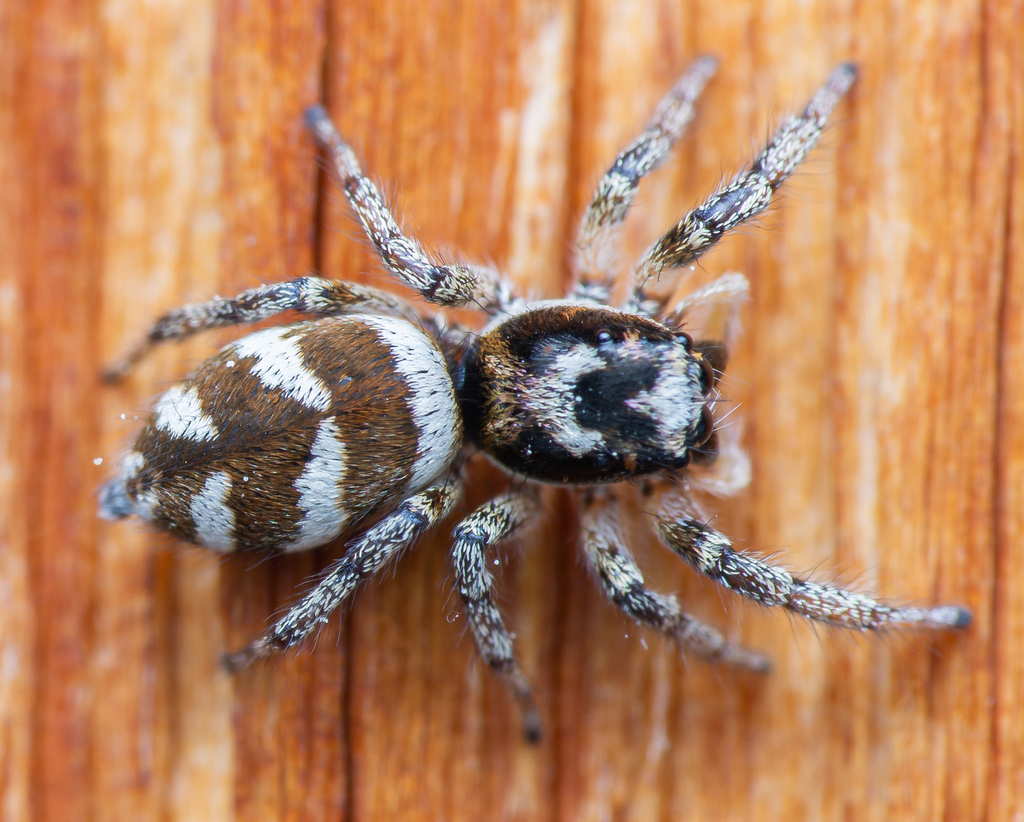 Zebra Jumping Spider in July 2023 by Benjamin Fabian · iNaturalist