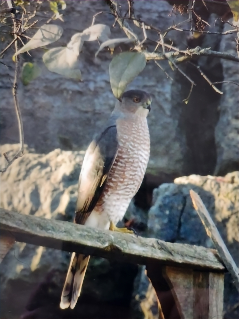 Cooper's Hawk from Ottawa, ON K1V 9H6, Canada on November 23, 2022 at ...