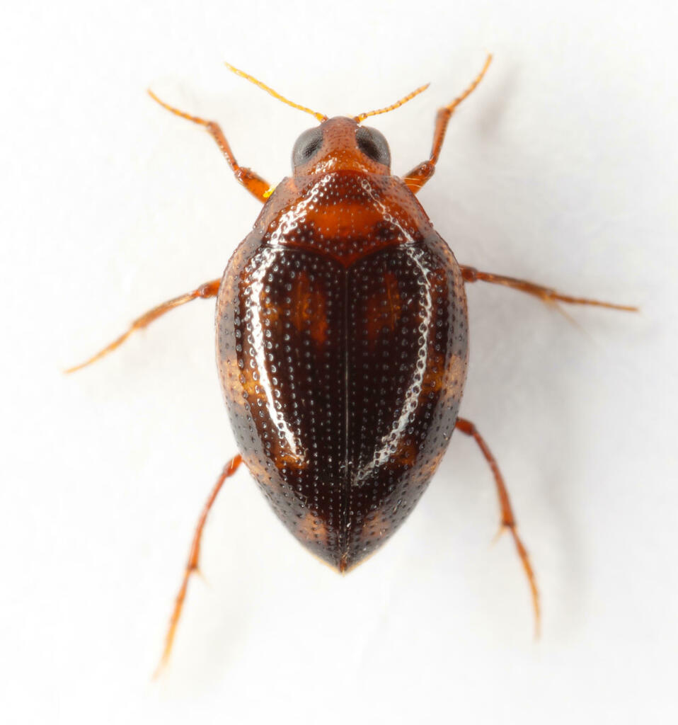 Haliplus in August 2023 by Chris Rorabaugh · iNaturalist