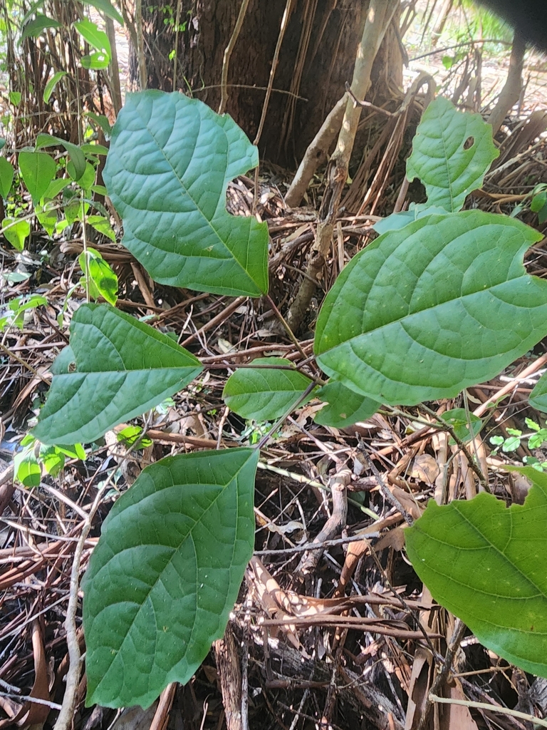 dicots from West Pennant Hills NSW 2125, Australia on August 3, 2023 at ...