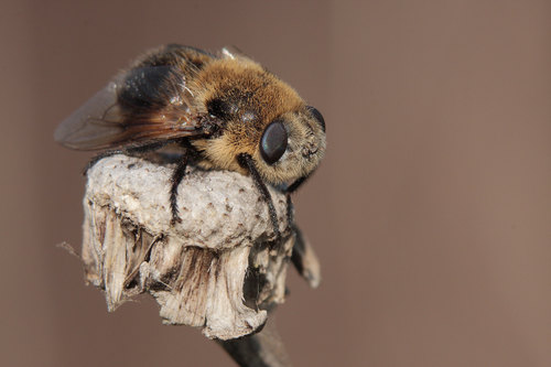 Cephenemyia albina · iNaturalist