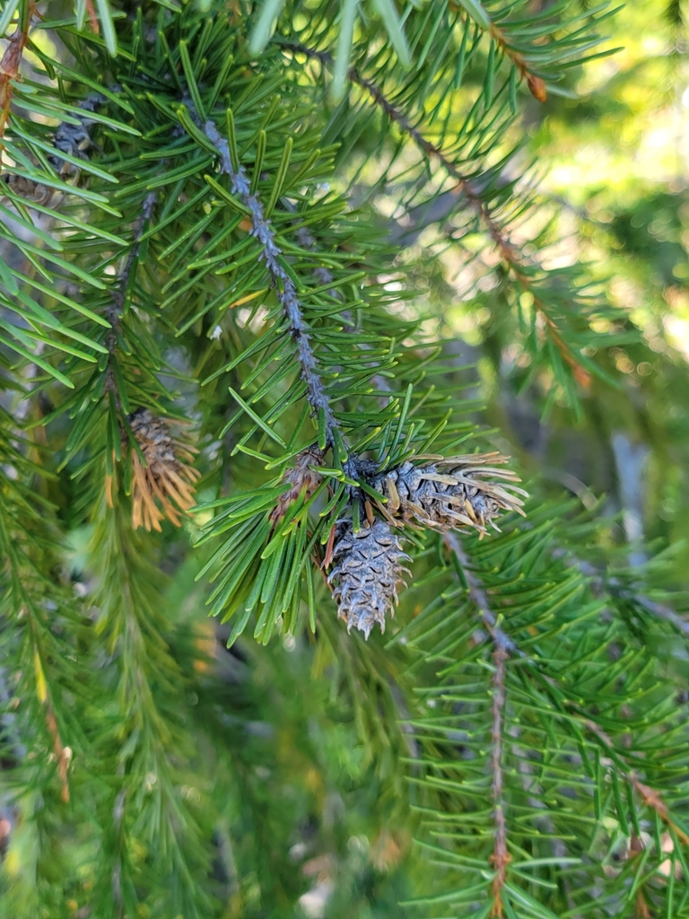 Brewer's spruce from Del Norte County, CA, USA on August 2, 2023 at 01: ...