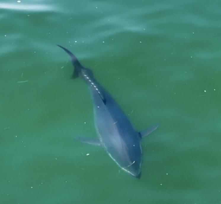 Atlantic Bluefin Tuna from Suffolk County, NY, USA on July 29, 2023 at ...